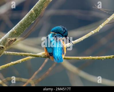 black red start taken bristol Stock Photo - Alamy
