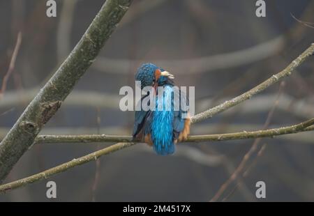 black red start taken bristol Stock Photo - Alamy