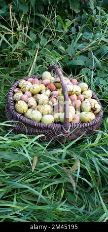 A wicker basket of fresh walnuts stands in the lush green grass ...