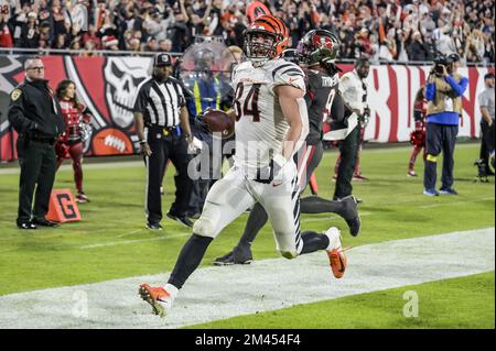Cincinnati Bengals tight end Mitchell Wilcox (84) leaves the field for ...