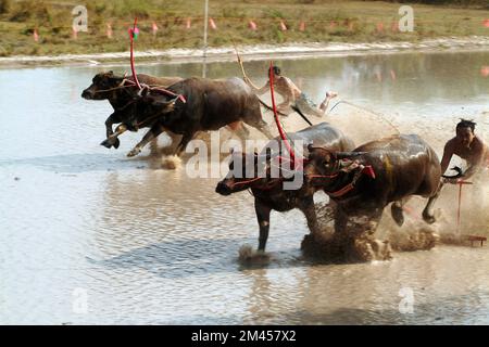 Water buffalo racing festival,has always played an important role in ...