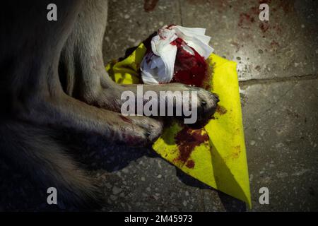 Dog blood. Wounded pet paw. Lot of blood in animal. Injured animal in ...