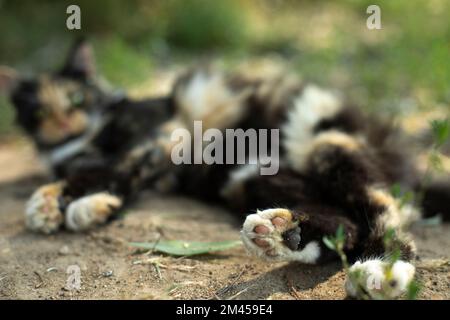 Caressing cat on street. Cat in garden. Cute pet. Animal in village ...