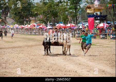 The Ox Cart Festival celebrates an agricultural custom and is an ...