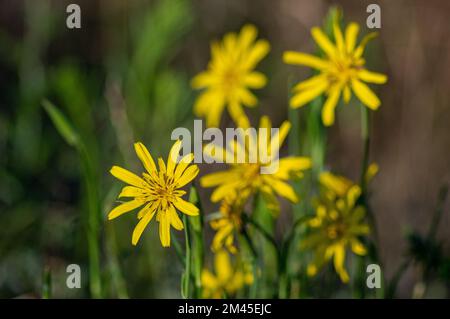 A selective focus shot of Leopard plant Stock Photo - Alamy