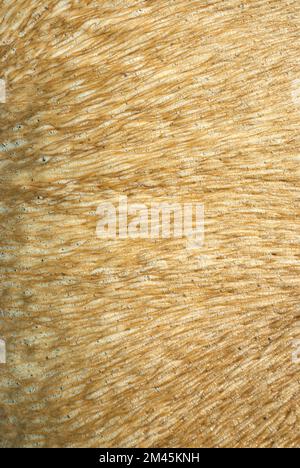 The texture of the water salt marshes. Photographed in nature Stock ...