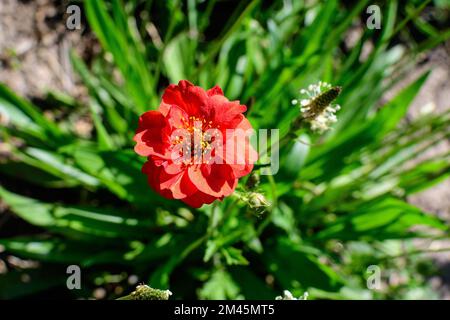 One vivid red Gaillardia flower, common known as blanket flower, and ...
