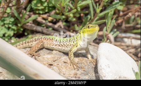 Beautiful closeup of a Sicilian Wall Lizard on a rock next to the leaf ...