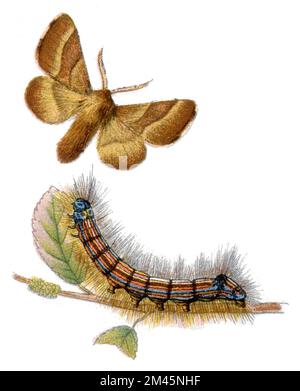 Lackey moth (Malacosoma neustria). Illustration from 'The Aurelian: or ...