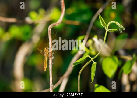 A big yellow dragonfly in the wild Stock Photo - Alamy