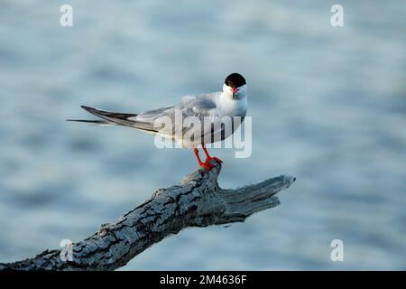 A common tern in the danube delta of romania Stock Photo - Alamy