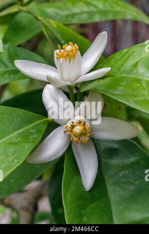 Citron (Citrus medica). Rutaceae. Fruit tree. Citrus species used in ...