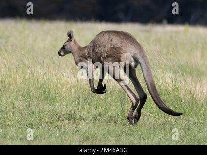 Kangaroos are some of Australia's most recognisable and well known ...