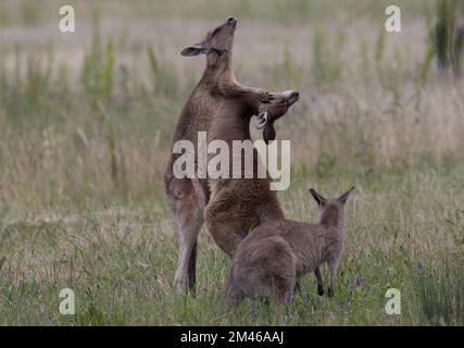 Kangaroos are some of Australia's most recognisable and well known ...