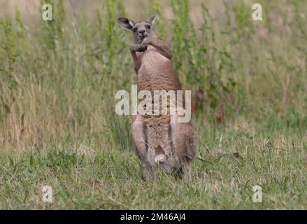 Kangaroos are some of Australia's most recognisable and well known ...
