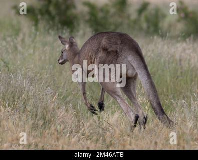 Kangaroos are some of Australia's most recognisable and well known ...