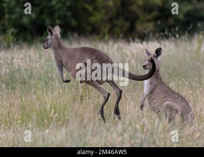 Kangaroos are some of Australia's most recognisable and well known ...