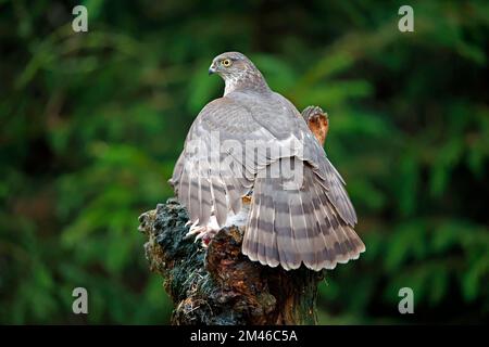 Female sparrowhawk with her kill at a woodland feeding site Stock Photo ...