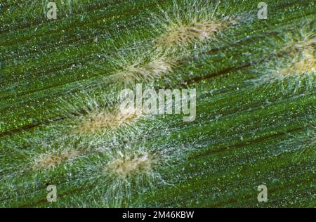 Powdery mildew (Blumeria graminis f.sp. hordei) pustule and hyphae on a ...