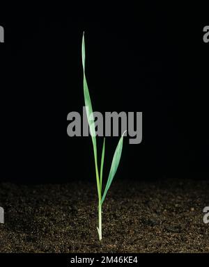 Barley Hordeum vulgare) seedling against a black background at growth ...