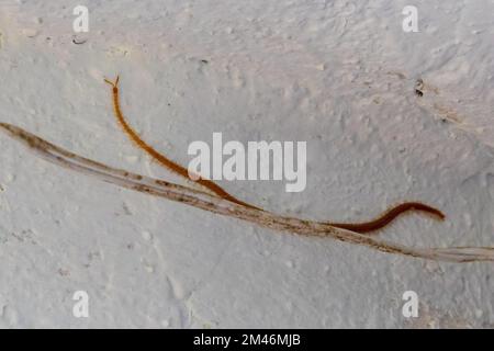Geophilus osquidatum, Compost Centipedes Stock Photo - Alamy
