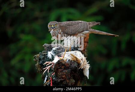 Female sparrowhawk with her kill at a woodland feeding site Stock Photo ...