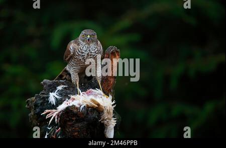 Female sparrowhawk with her kill at a woodland feeding site Stock Photo ...
