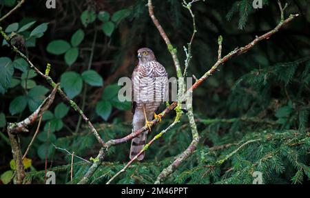 Female sparrowhawk with her kill at a woodland feeding site Stock Photo ...