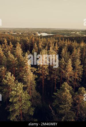 High angle drone view of dense green pine forest in Estonian bog ...