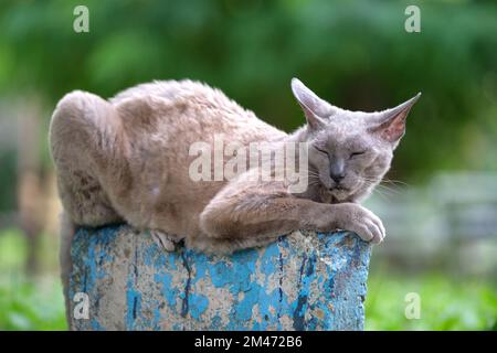 Big gray angry looking Sphinx breed stray cat resting on steet outdoors ...
