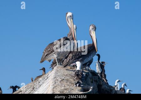 Peruvian pelican (Pelecanus thagus) is a seabird in the Pelecanidae in ...