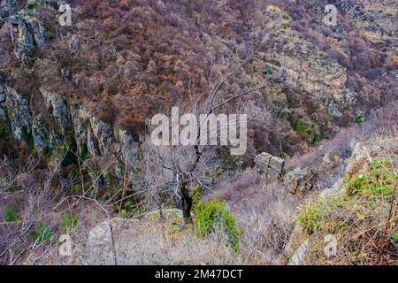 Amazing view of Magnificent autumn carpet in The Rhodope mountains ...
