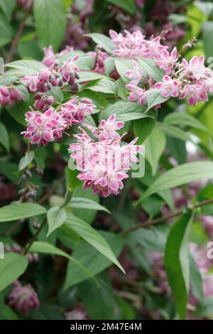 June flowers of the hardy shrub, Deutzia compacta 'Lavender Time' Stock ...