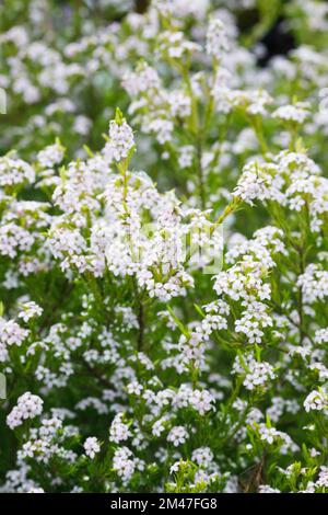 Diosma Flowers Up Close Stock Photo - Alamy