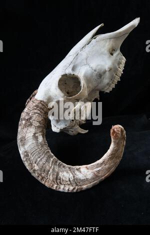 Ovis aries, weathered domestic sheep skull with pair of horns,large eye ...