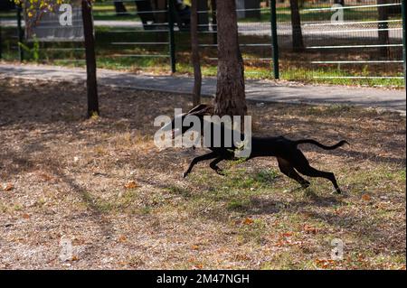 Tazy. Central Asian Greyhound runs for a walk in autumn Stock Photo - Alamy