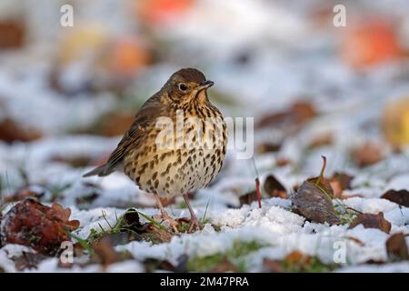 Song Thrush eating apples in the Forest of Dean Gloucestershire UK ...