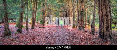 Yew Tree Walk Green Dean Surrey Hills Stock Photo - Alamy