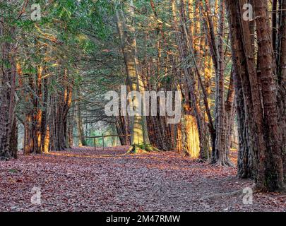 Yew Tree Walk Green Dean Surrey Hills Stock Photo - Alamy