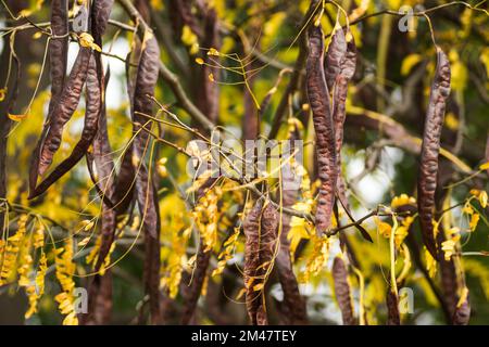 Locust beans growing on Carob tree Ceratonia siliqua Stock Photo - Alamy