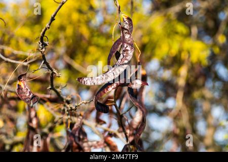 Locust beans growing on Carob tree Ceratonia siliqua Stock Photo - Alamy