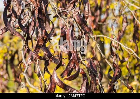 Locust beans growing on Carob tree Ceratonia siliqua Stock Photo - Alamy