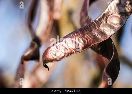 Locust beans growing on Carob tree Ceratonia siliqua Stock Photo - Alamy
