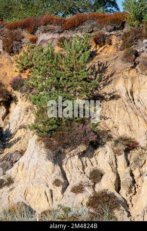 Shrubs clinging onto an eroding cliff Stock Photo - Alamy