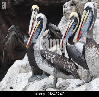 Peruvian pelicans (Pelecanus thagus) on the guano covered rocks of La ...