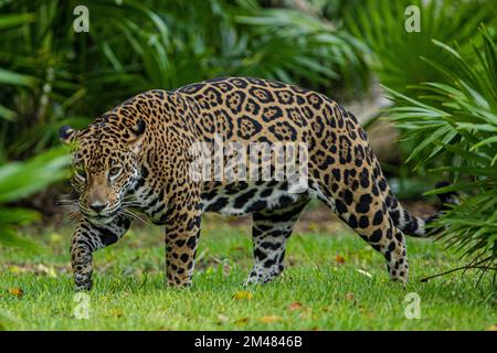 A Jaguar seen resting in their habitat inside the Xcaret Park Zoo ...
