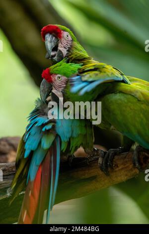 A Green Macaw seen resting in their habitat inside the Xcaret Park Zoo ...