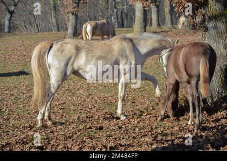 Lipica horses in autumn Stock Photo - Alamy