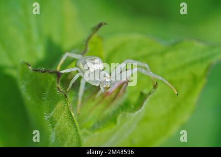 Small spider walking on flower leaf Stock Photo - Alamy