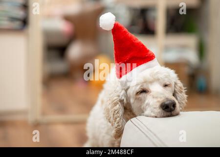 The dog falls asleep in a New Year's hat. Large royal poodle. Boring ...